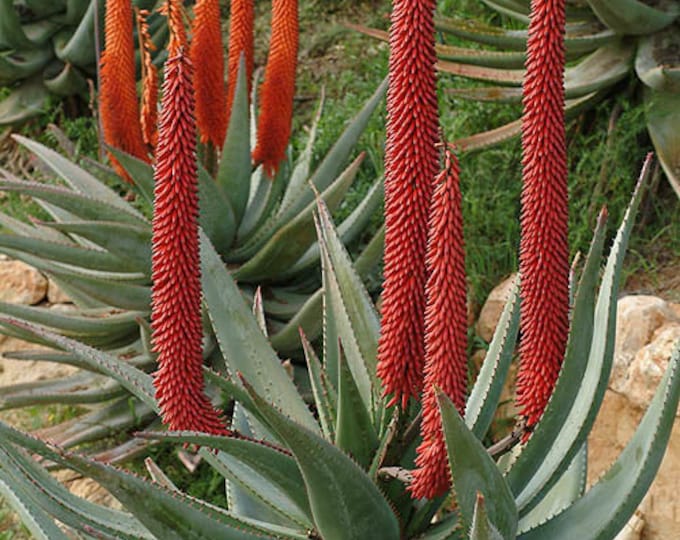 Aloe Ferox cape Aloe - Etsy