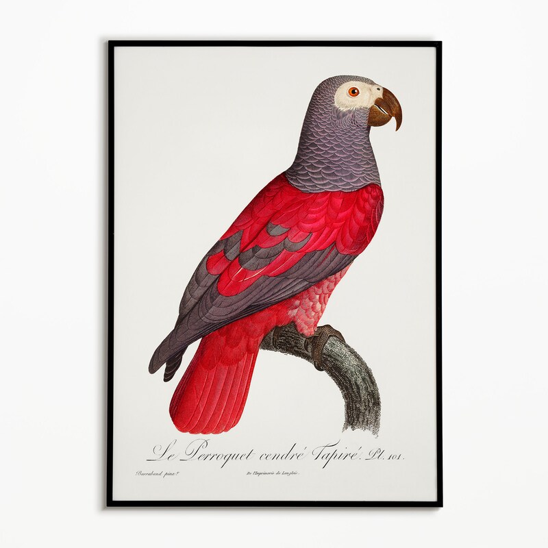 Parrot Poster - Etsy