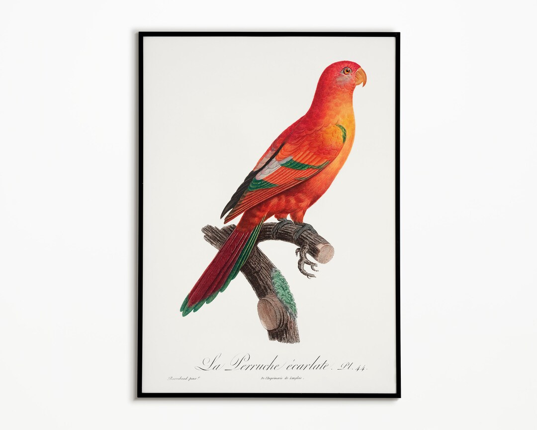 The Crimson Shining Parrot, From Natural History of Parrots,birds Wall ...