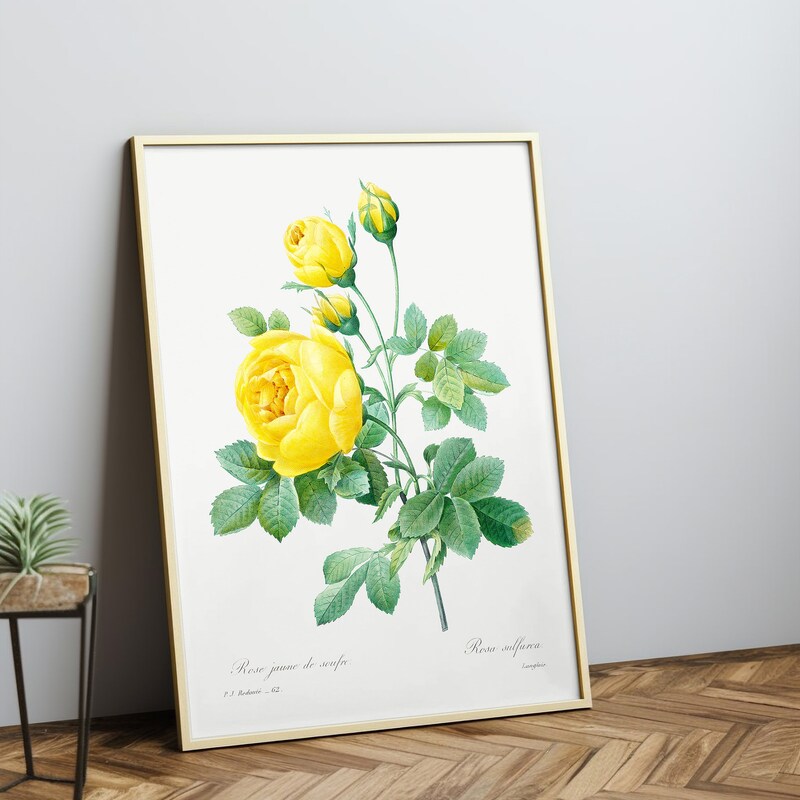 Rose Prints - Etsy