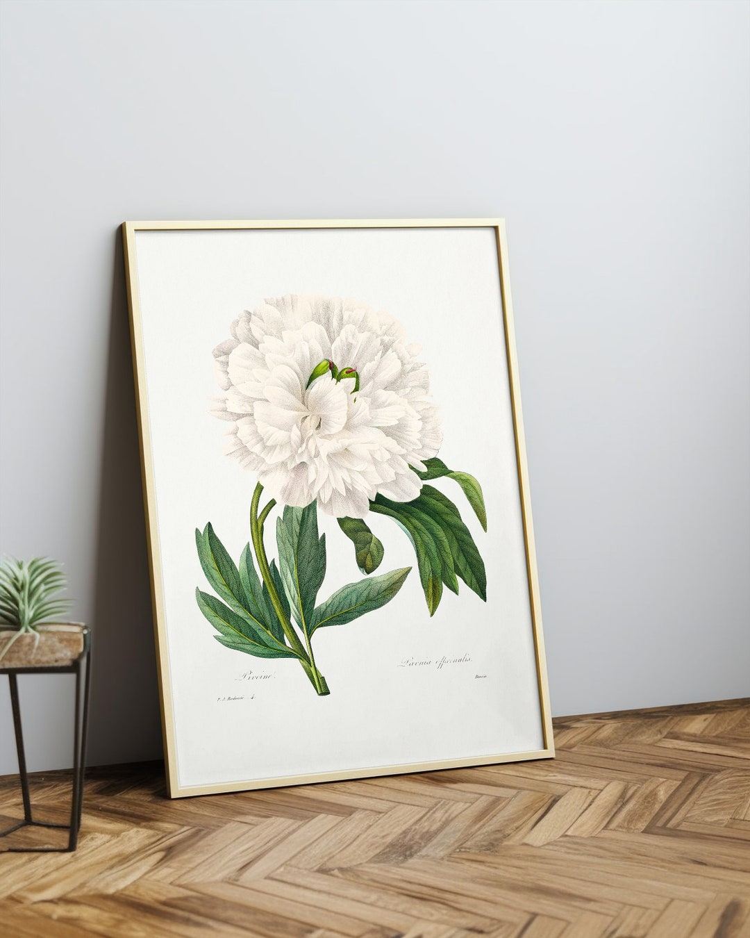 White Flower Art Print | Peony Flower Print, Botanical Print, Flower ...