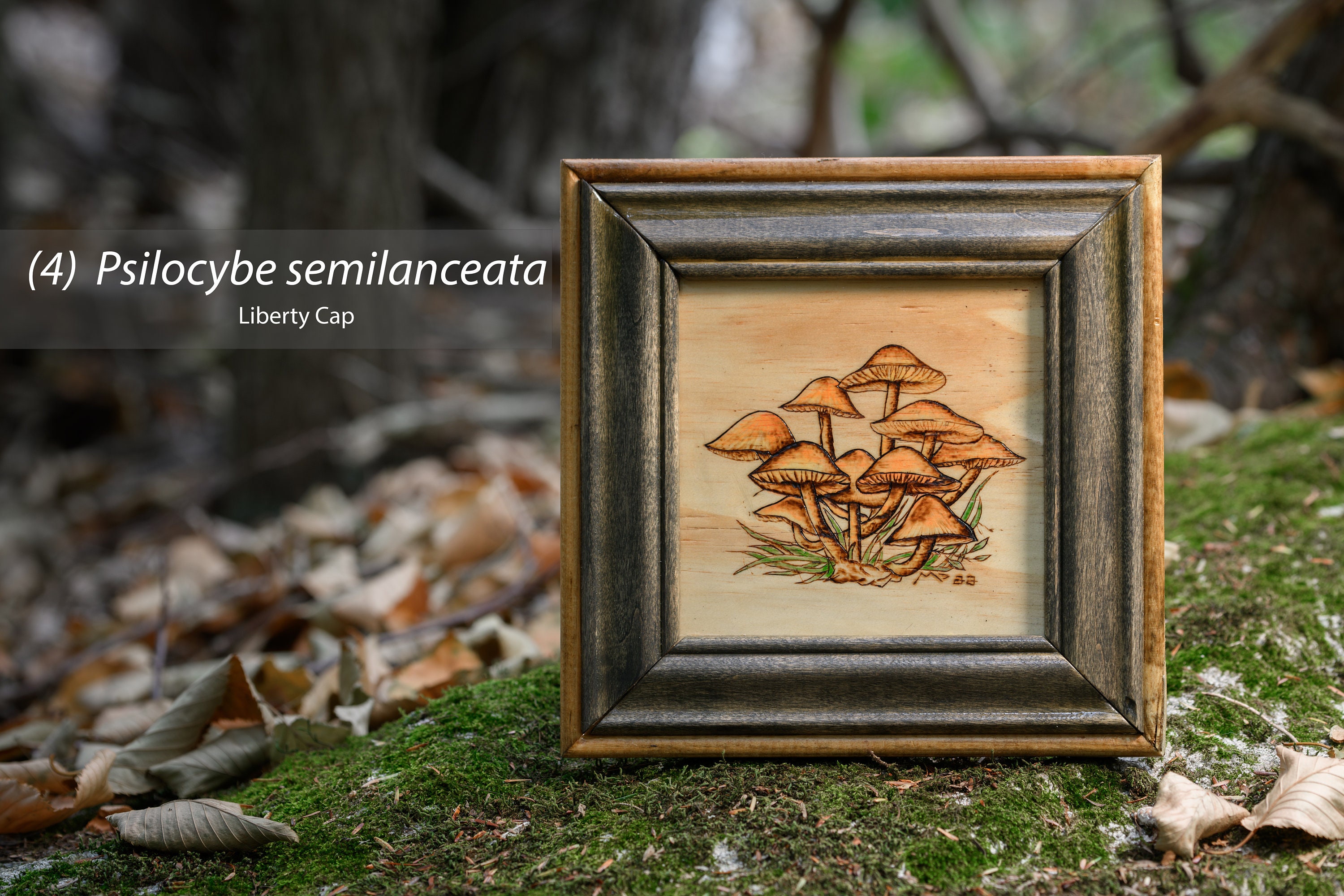 Wood Burned Mushroom Wall Art Pyrography - Etsy