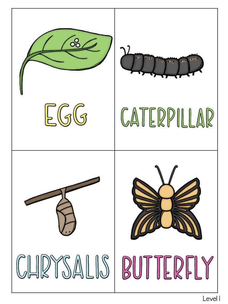 Butterfly Life Cycle Printable PDF | Leveled Life Cycle Sequencing ...