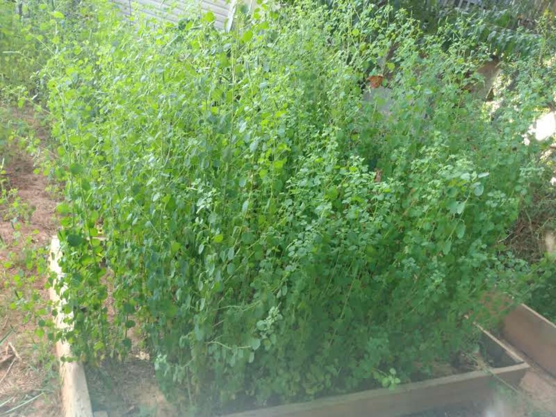 Papalo Herb Seed Porophyllum Ruderale Ssp. Macrocephalum 500+fresh ...