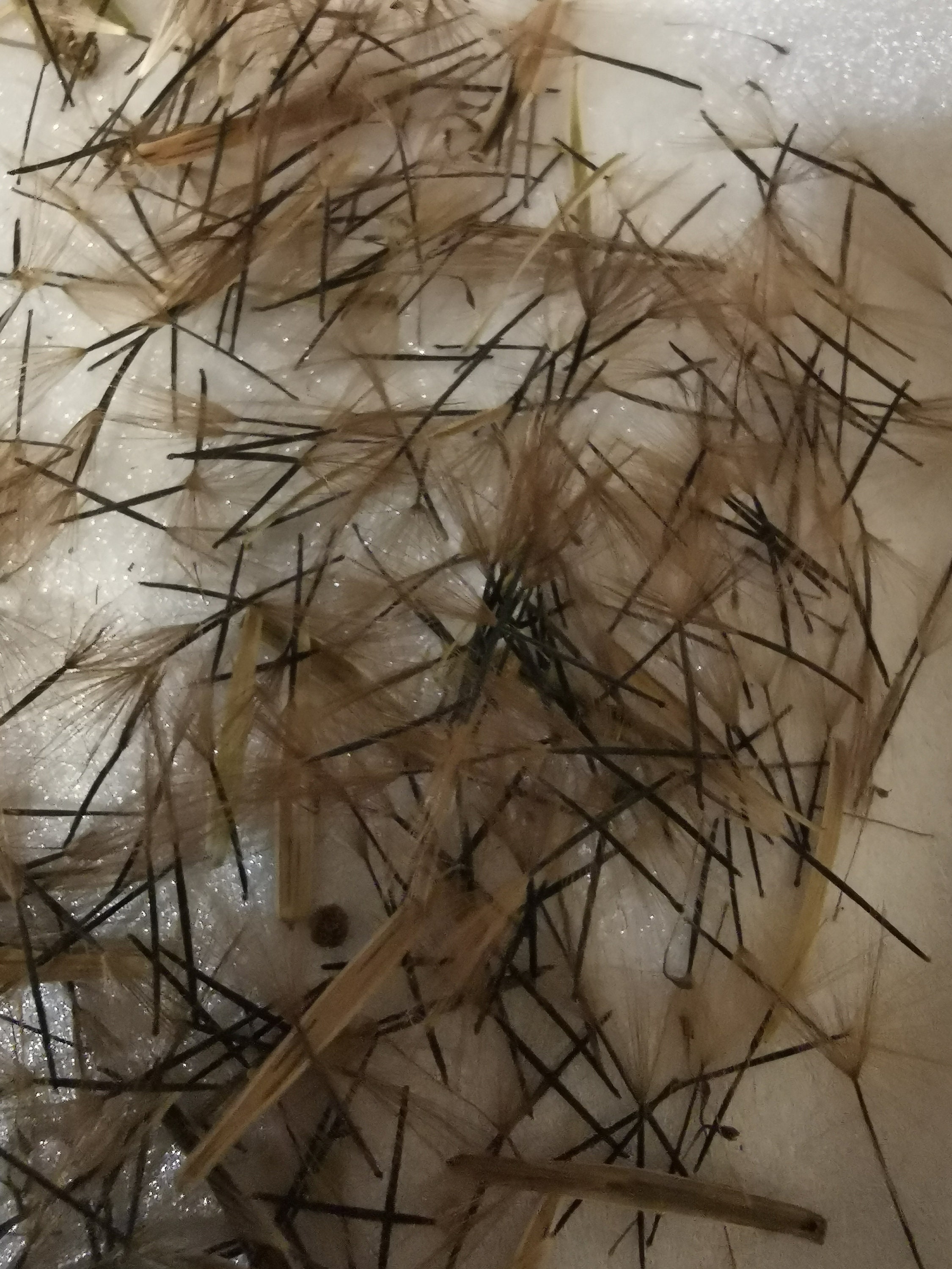 Papalo Herb Seed Porophyllum Ruderale Ssp. Macrocephalum 500+fresh ...