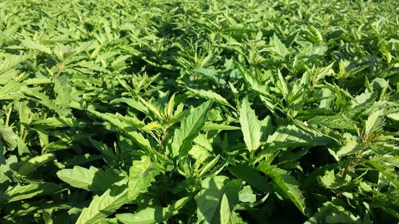 Chenopodium Ambrosioides Herb Seeds Epazote Herb | Chenopodium ...