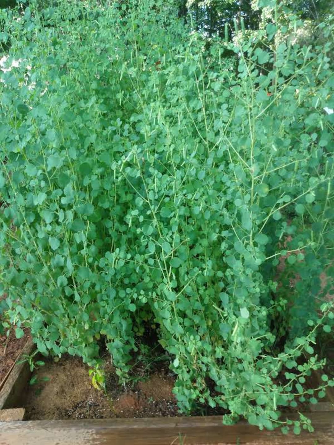 Papalo Herb Seed Porophyllum Ruderale Ssp. Macrocephalum 500+fresh ...