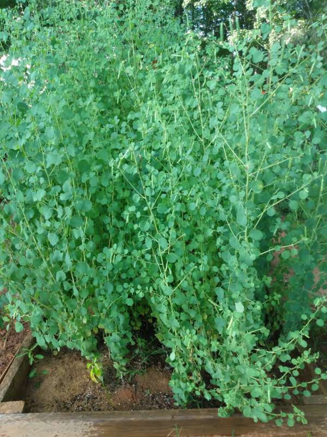 Papalo Herb Seed Porophyllum Ruderale Ssp. Macrocephalum 500+fresh ...