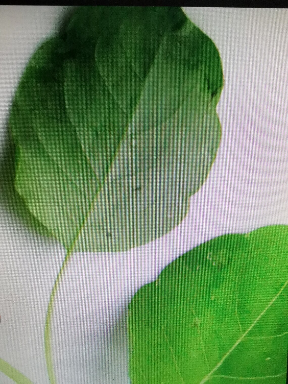 Papalo Herb Seed Porophyllum Ruderale Ssp. Macrocephalum 500+fresh ...