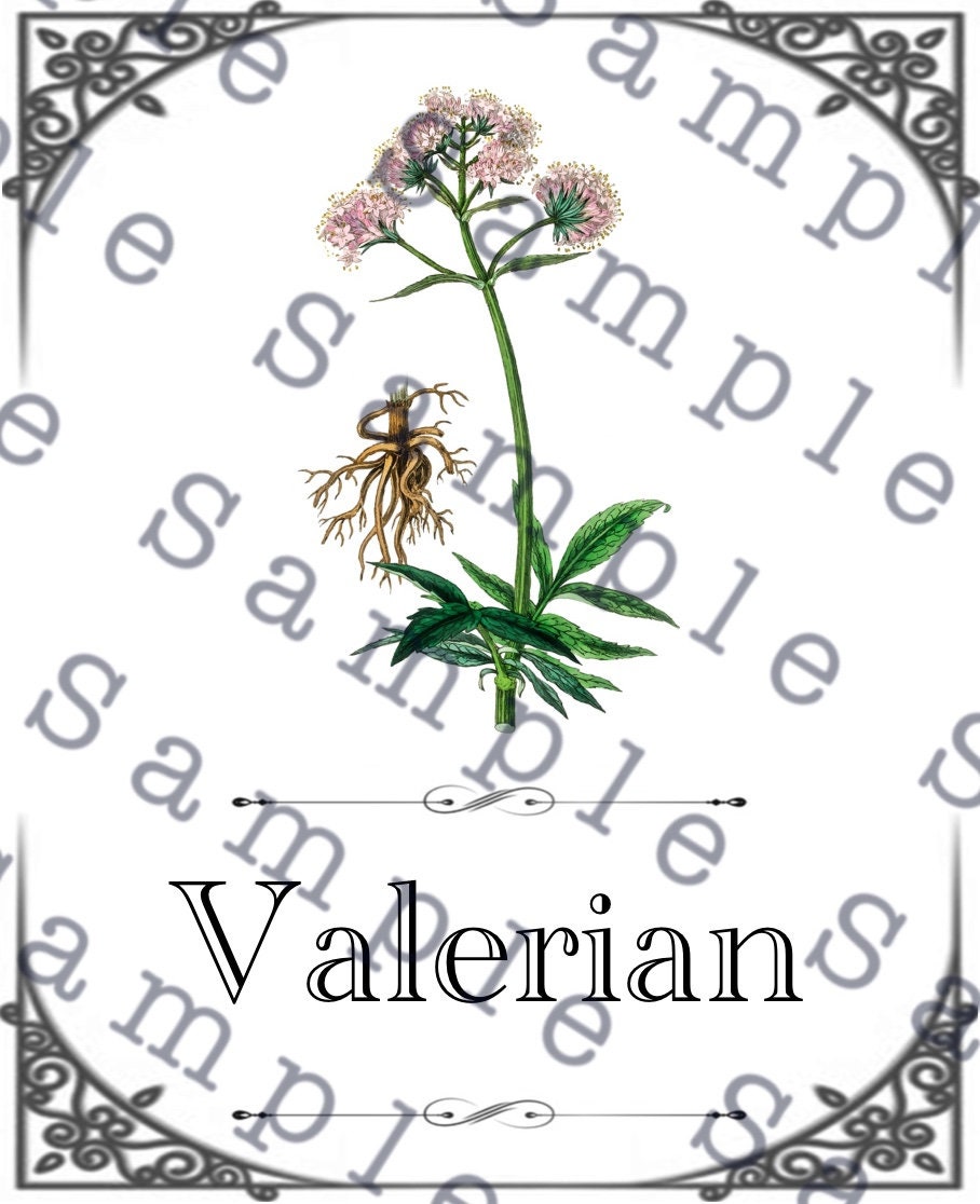Sedative Apothecary Label Set 1 - Etsy