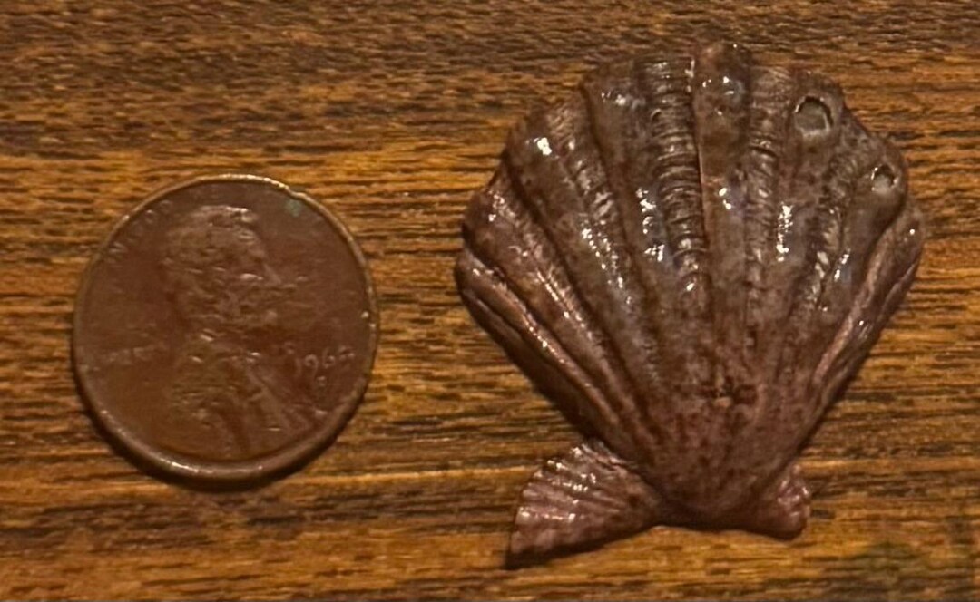 A Small Lion's Paw Shell - Etsy