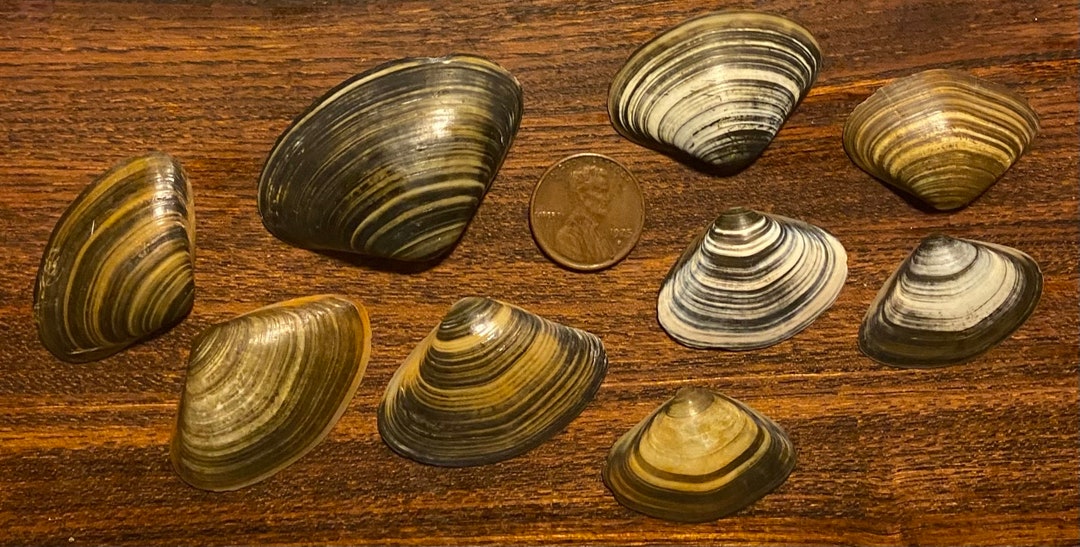 Nine Medium-large Dark-striped Surf Shells - Etsy