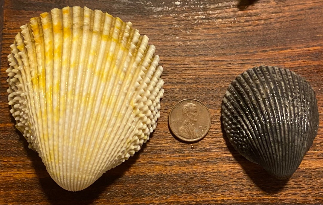 Two Rare Florida Prickly Cockle Shells - Etsy