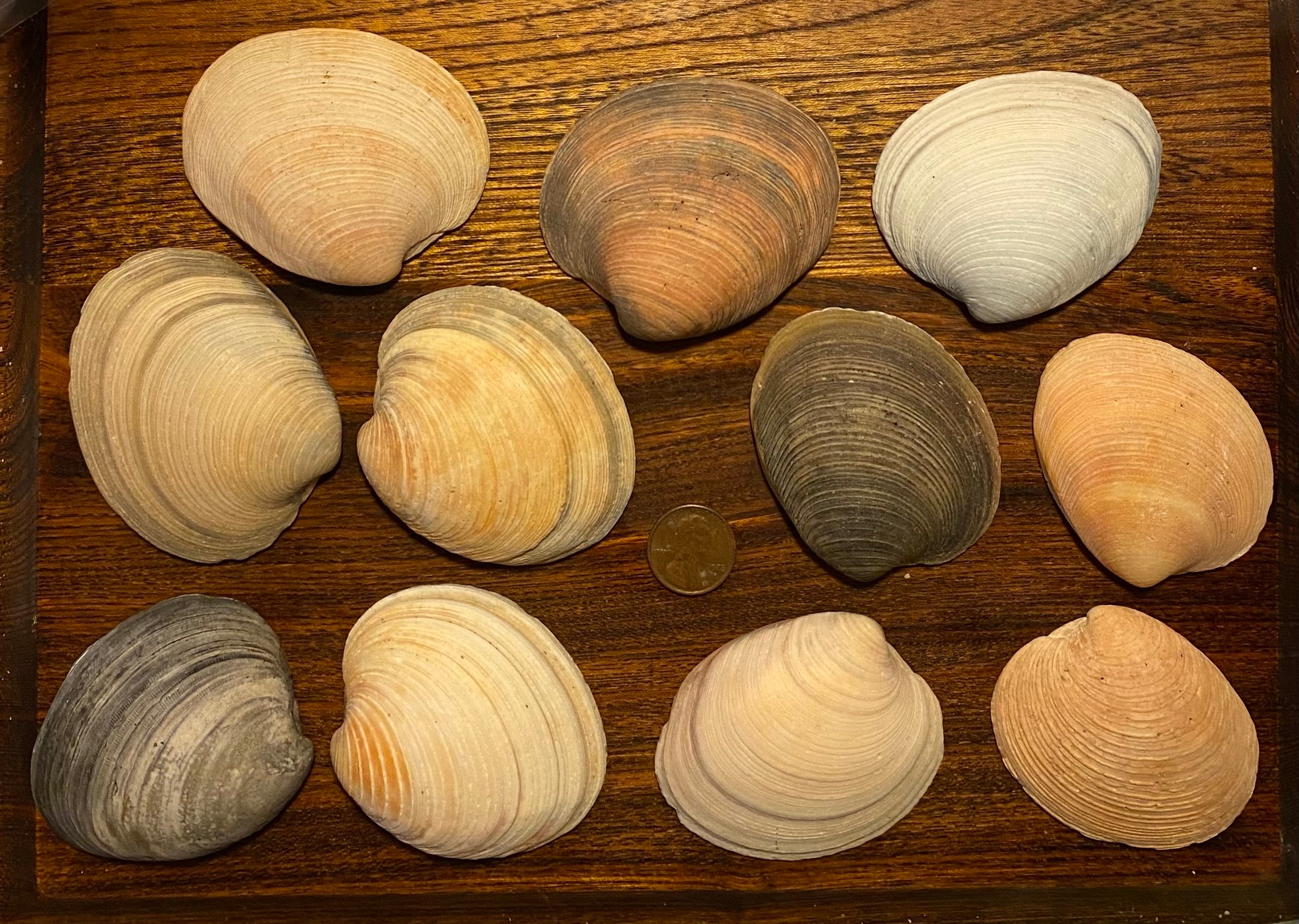 Eleven Select Medium-small Quahog Shells - Etsy