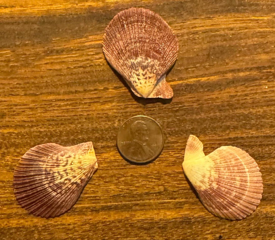 Three Rare Jumbo Purple S. Scallop Shells - Etsy