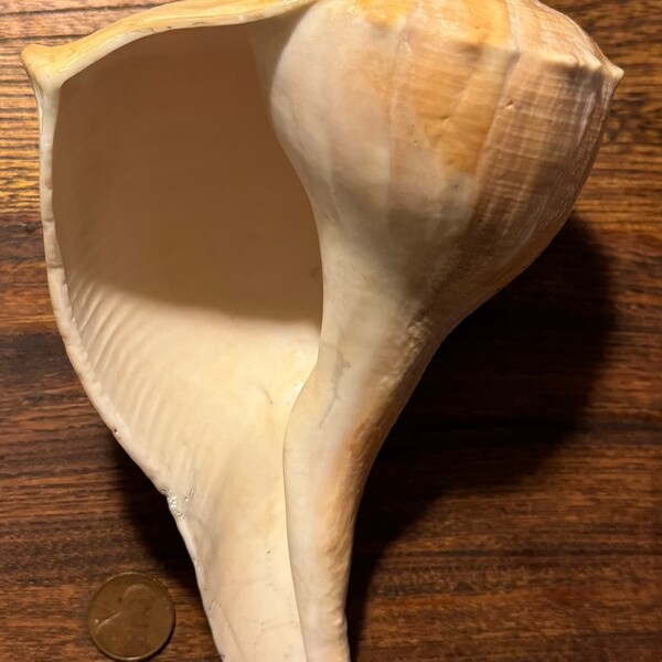 Large Shell - Etsy