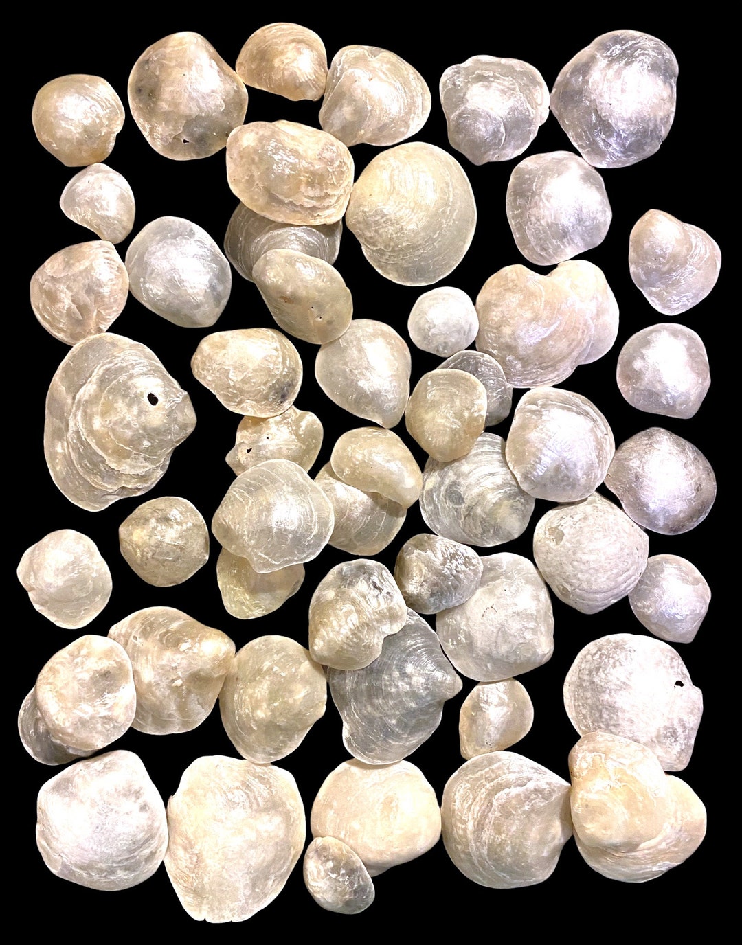 49 Silver Jingle Shells - Etsy