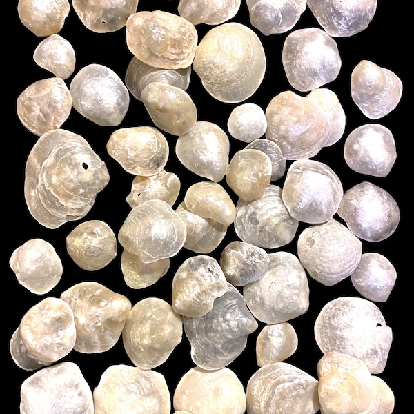 Jingle Shells - Etsy