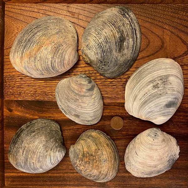 Large Quahog Shells - Etsy