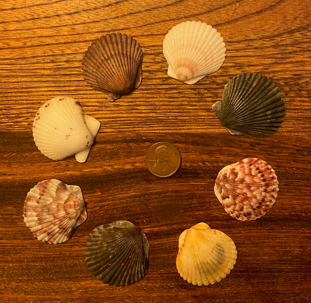 Eight Select Medium Scallop Shells - Etsy