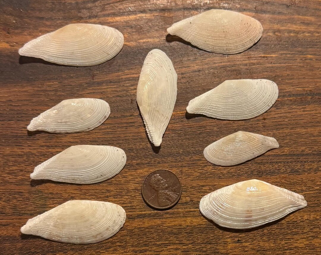 9 Rare Mexican Tellin Shells - Etsy