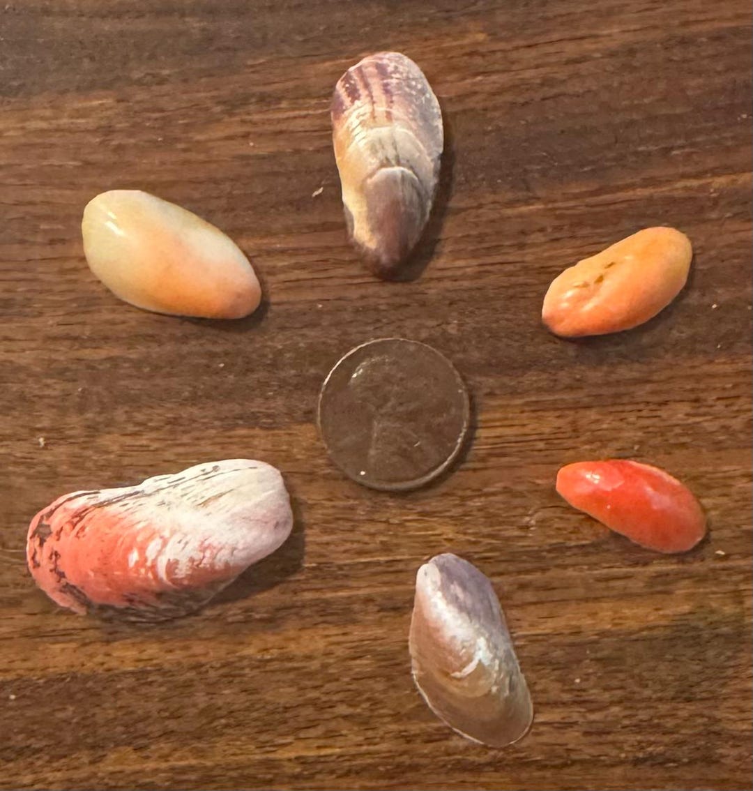 Six Colorful American Horsemussel Shells - Etsy