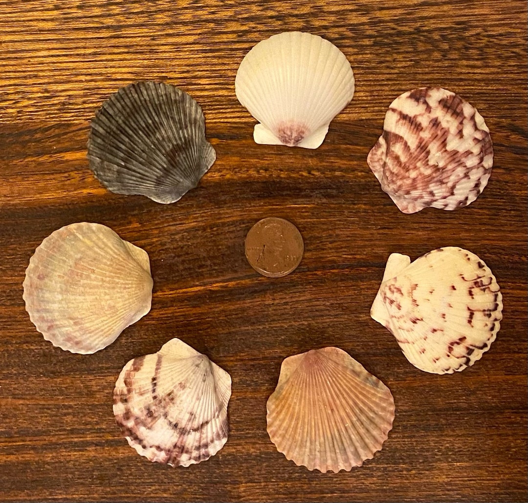 Seven Select Medium-large Scallop Shells - Etsy