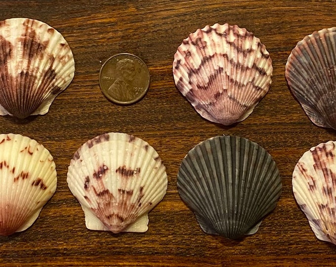 Eleven Excellent Large Select Scallop Shells - Etsy