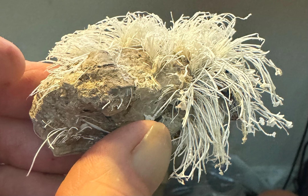Woolly Sea Creature - Etsy