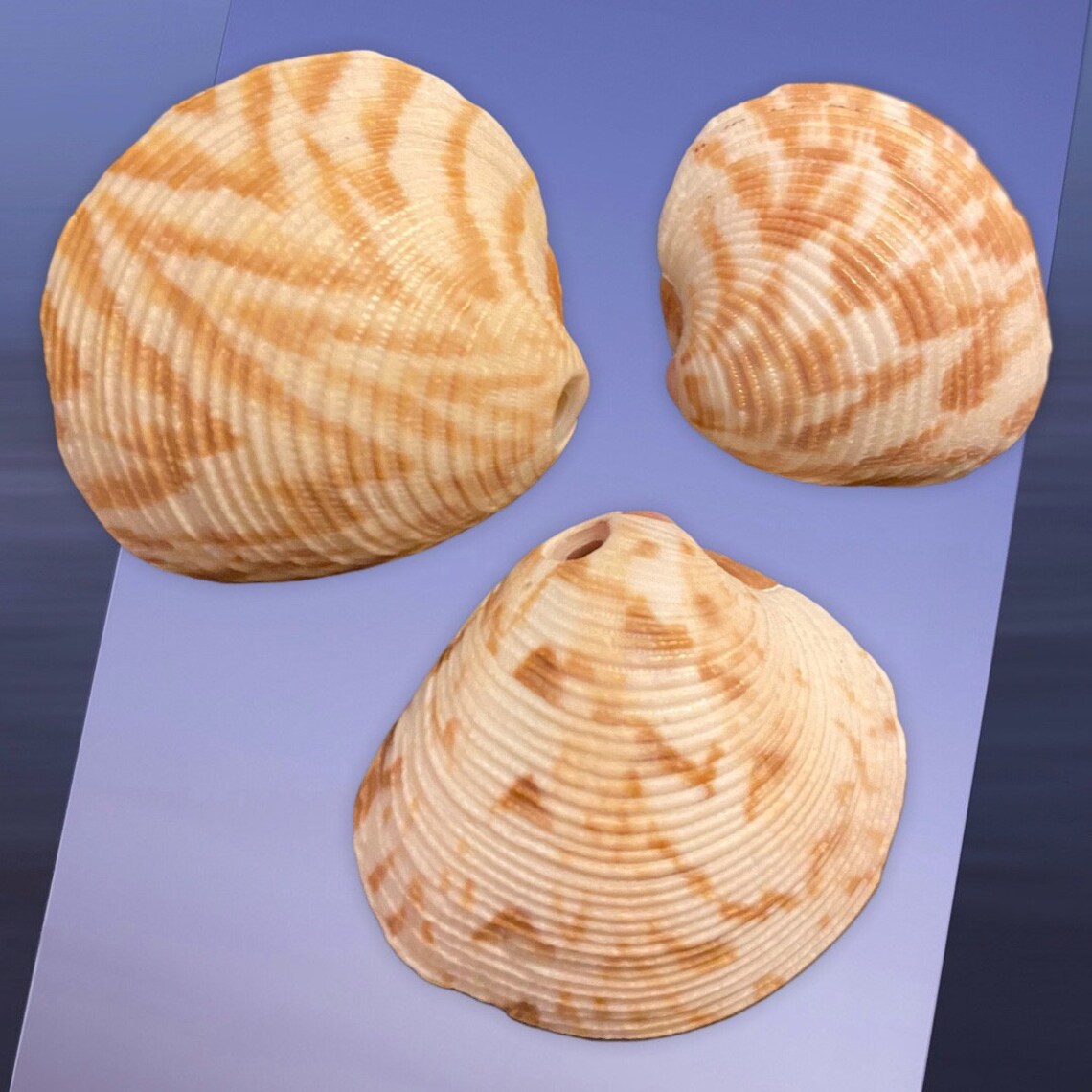 17 Patterned Lady-in-waiting Venus Shells - Etsy