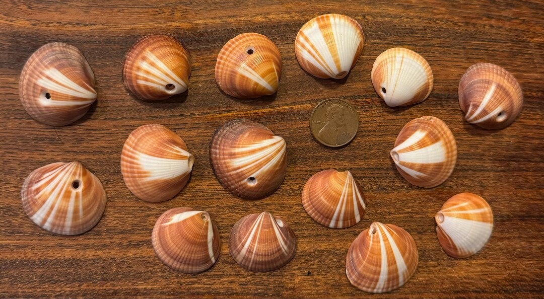 15 Select Sunburst Spectral Bittersweet Shells With Natural Holes - Etsy