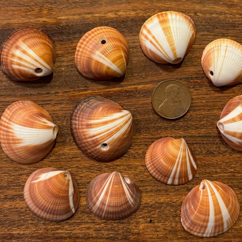 Natural Bittersweet - Etsy