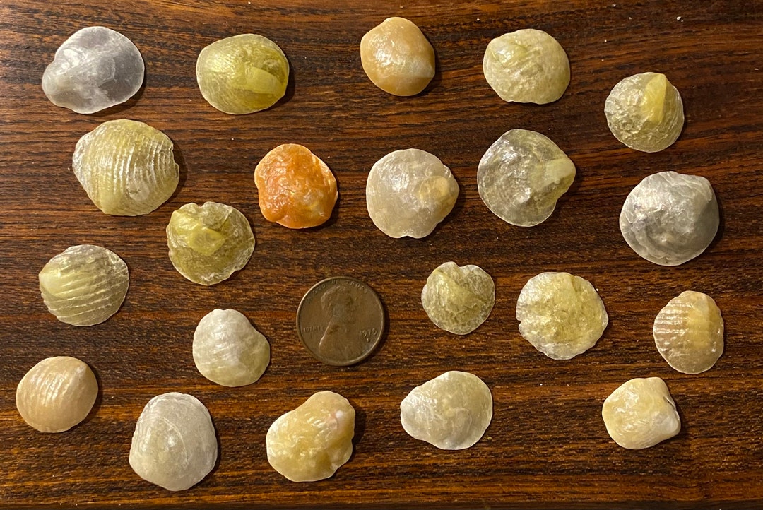 15 Small Round Mostly Gold Jingle Shells - Etsy