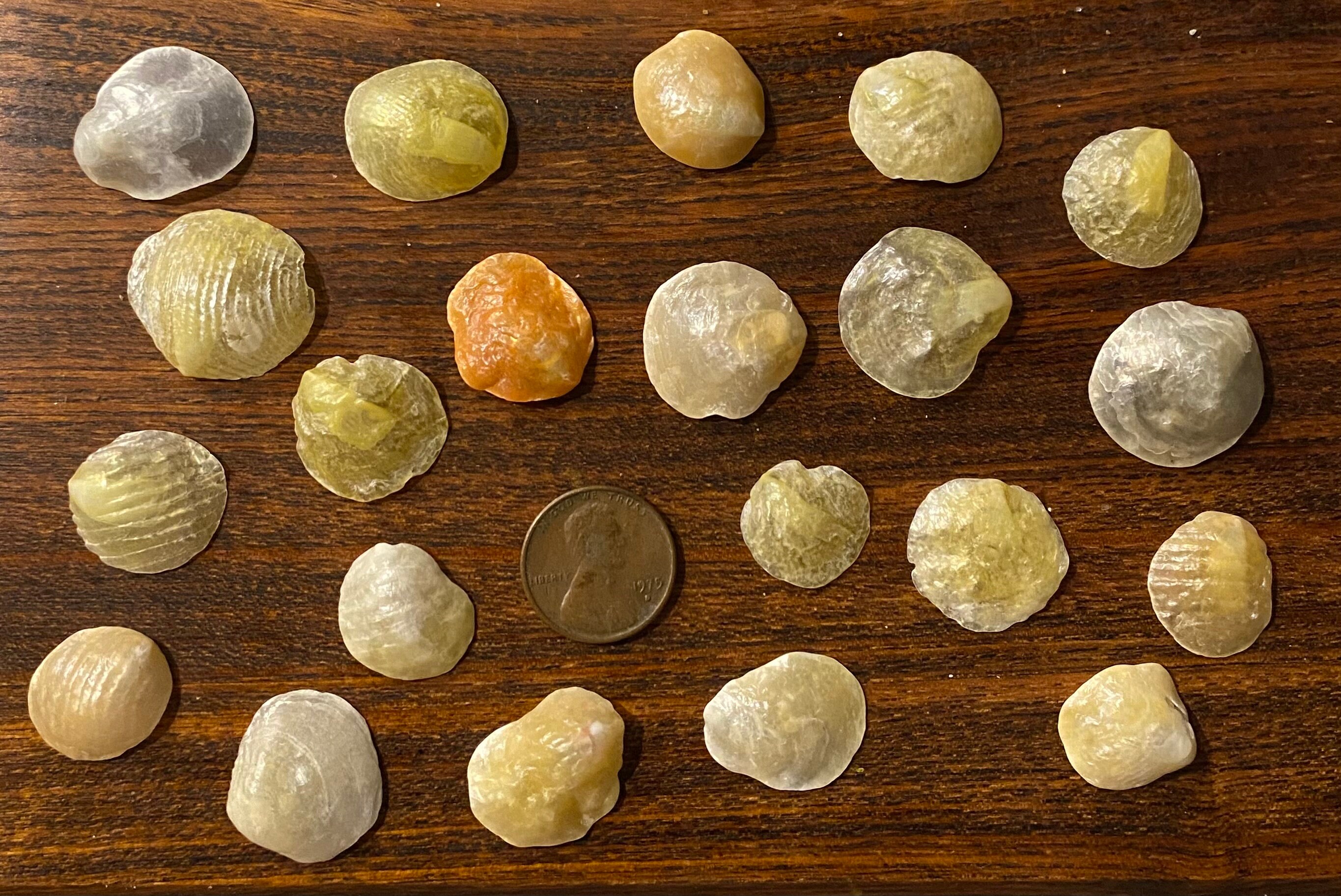 15 Small Round Mostly Gold Jingle Shells - Etsy