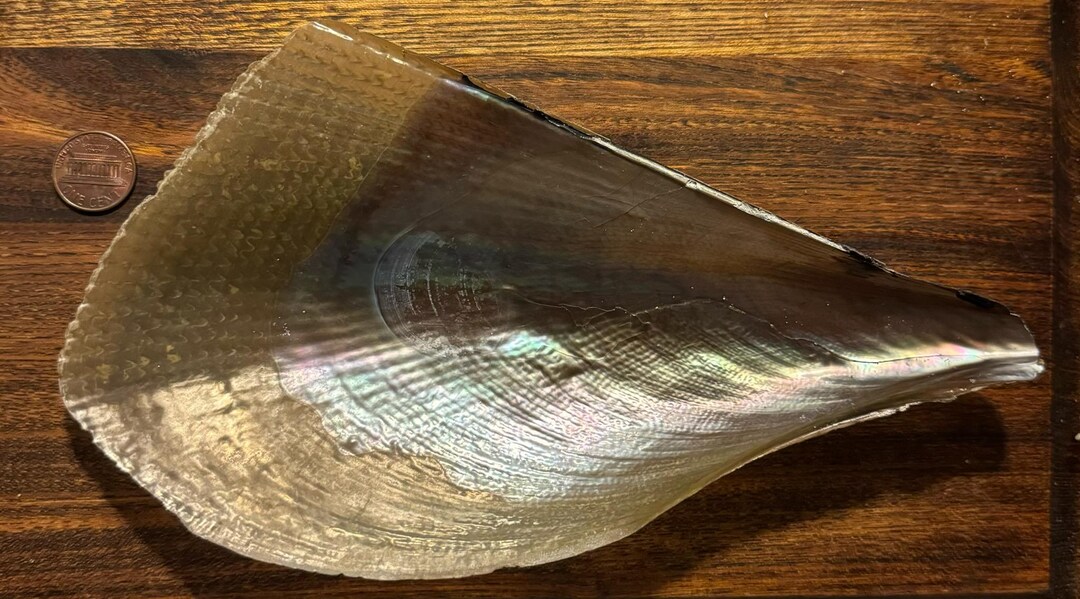 An Excellent Jumbo Sawtooth Pen Shell - Etsy