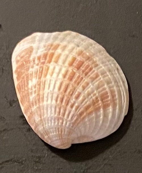 17 Cross-barred Venus Shells - Etsy