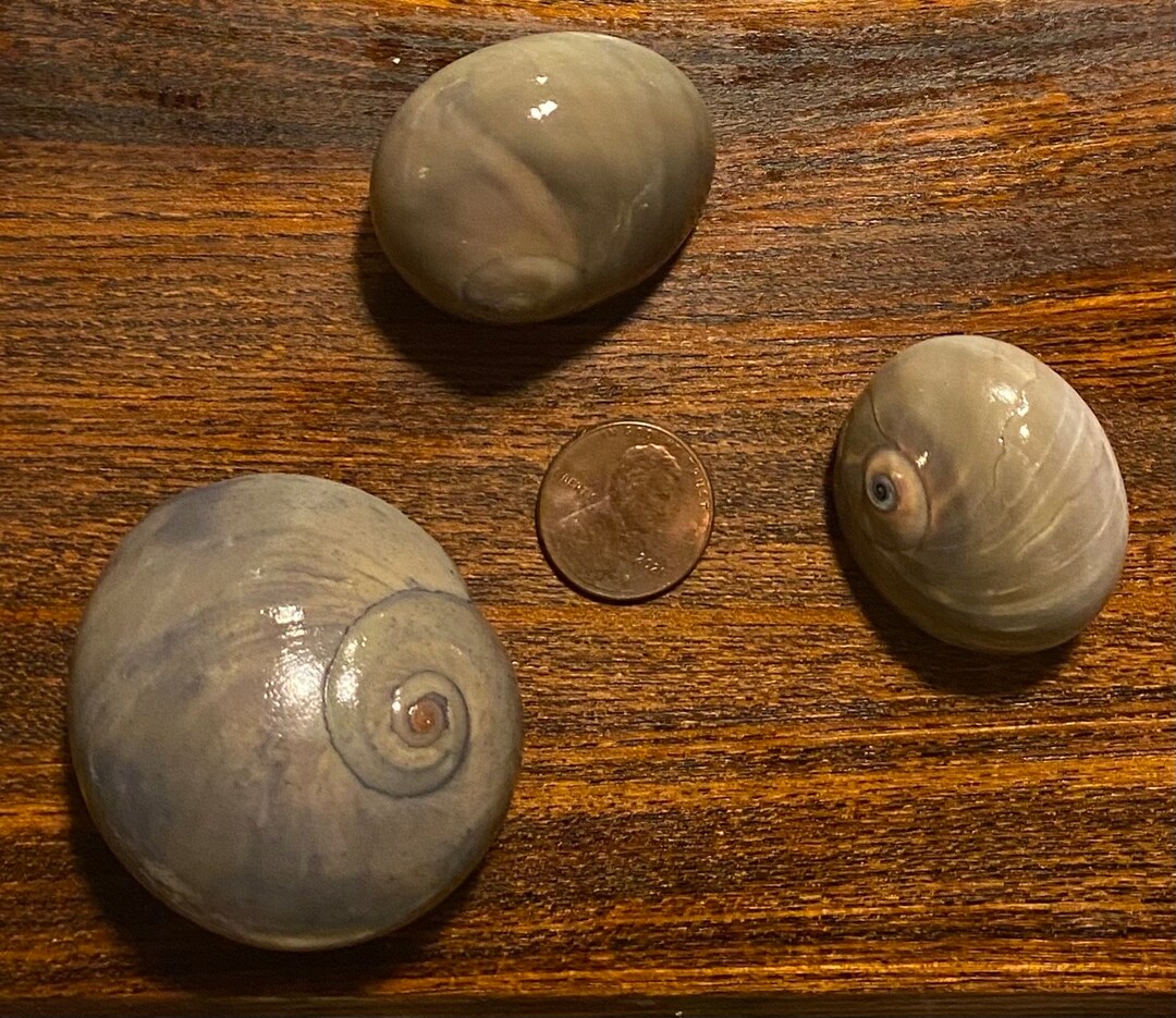 Three Dark Shark Eye Shells - Etsy