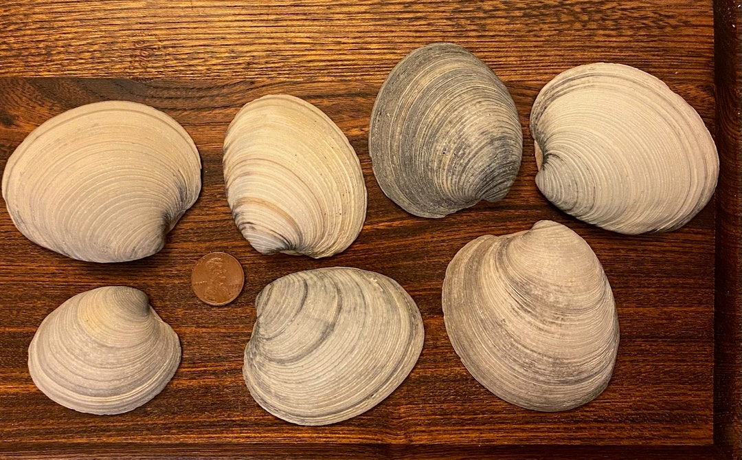 Seven Medium Gray-lined Quahog Shells - Etsy