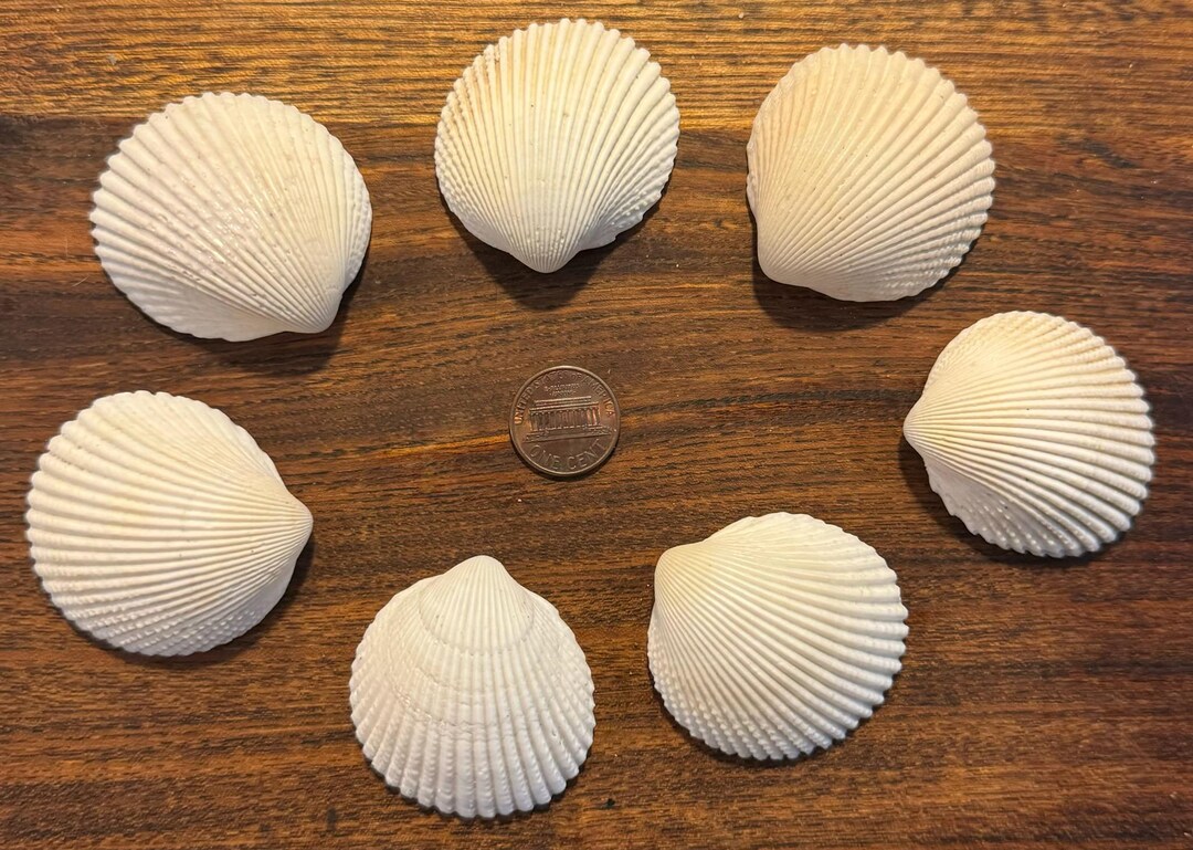 Seven Large White Cockle Shells - Etsy