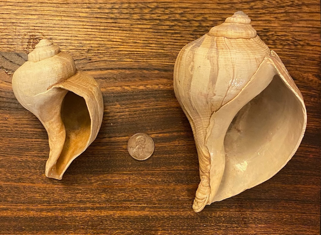 Two Different Million-year-old Whelk Shells - Etsy