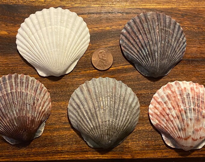Five Extra Large Jumbo Scallop Shells - Etsy