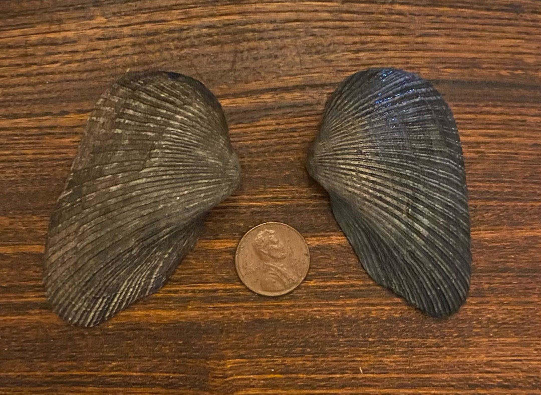 Two Excellent Black-stained Archaic Ark Shells - Etsy
