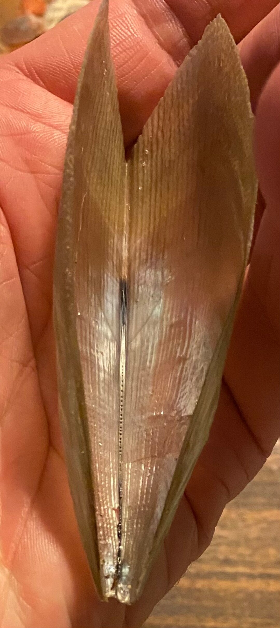 Complete Sawtooth Pen Shell (both Valves) - Etsy