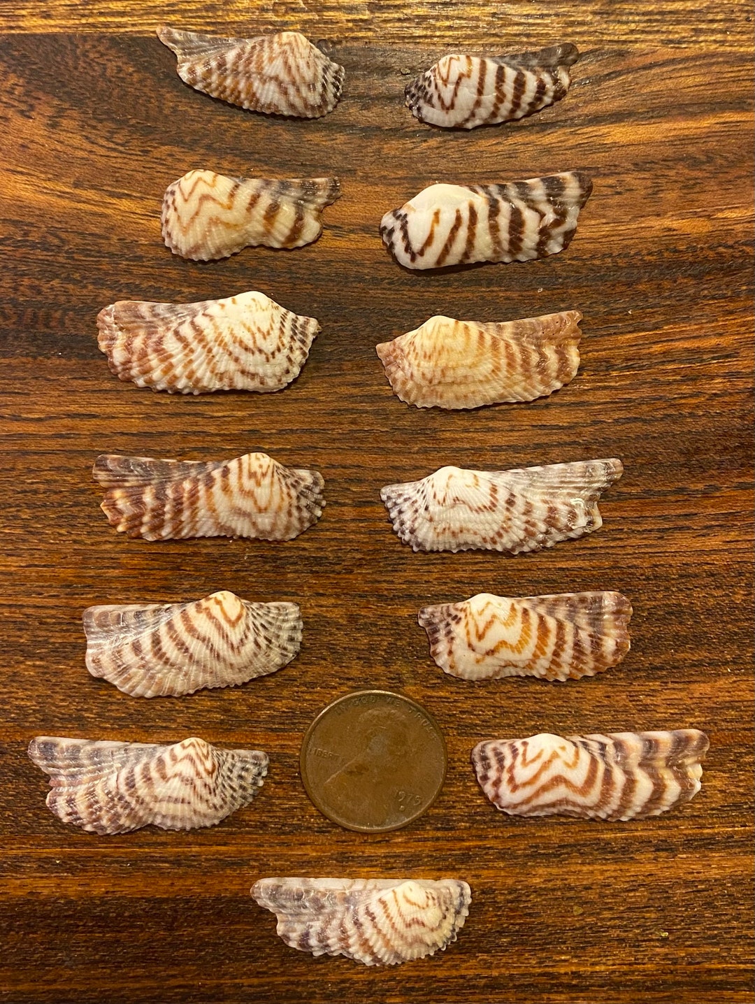 13 Small Turkey Wing Shells - Etsy