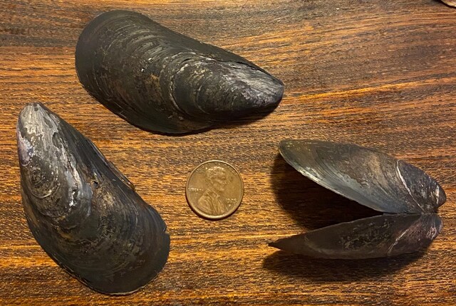 SouthFloridaShells - Etsy