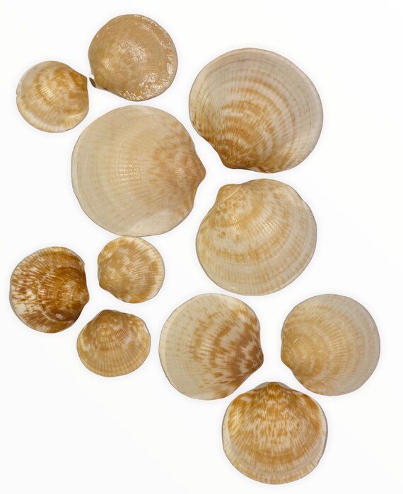 Eleven Giant Bittersweet Shells - Etsy