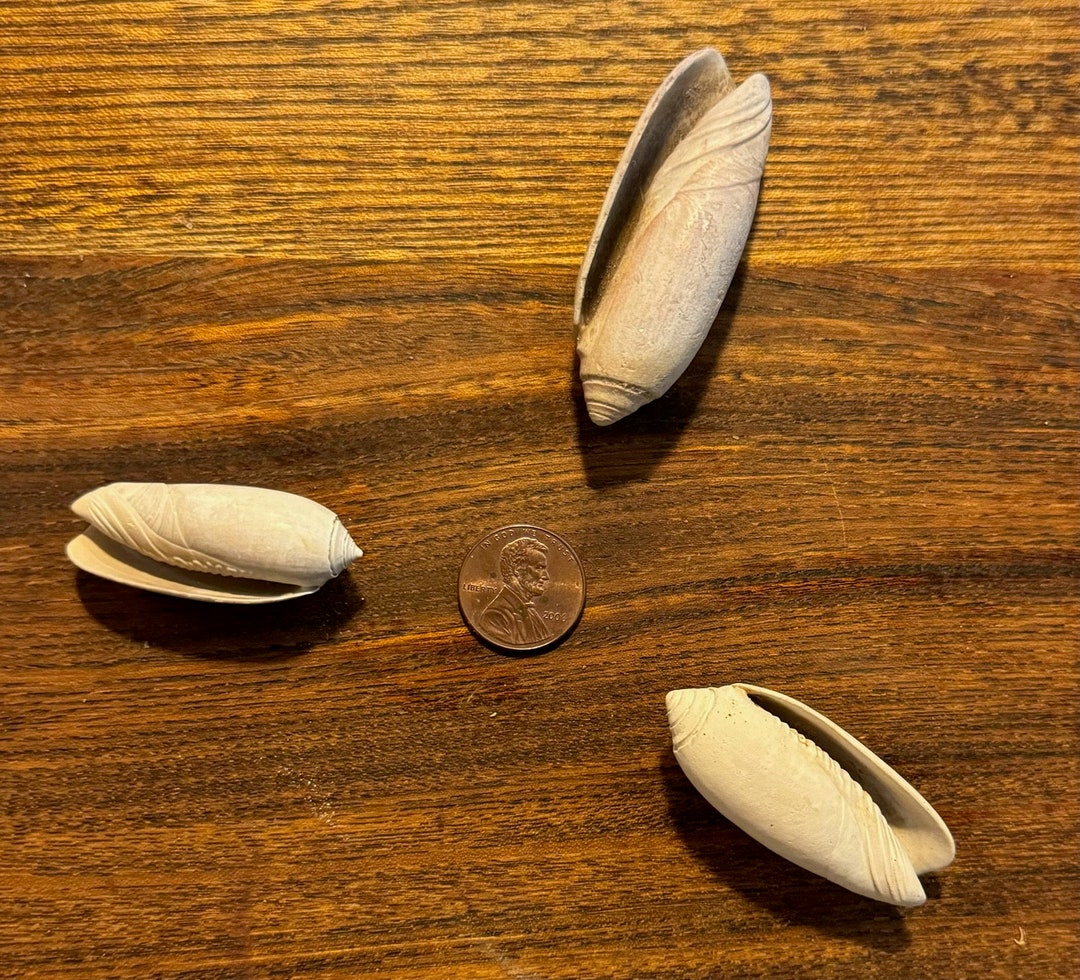 Three Excellent Archaic Lettered Olive Shells - Etsy