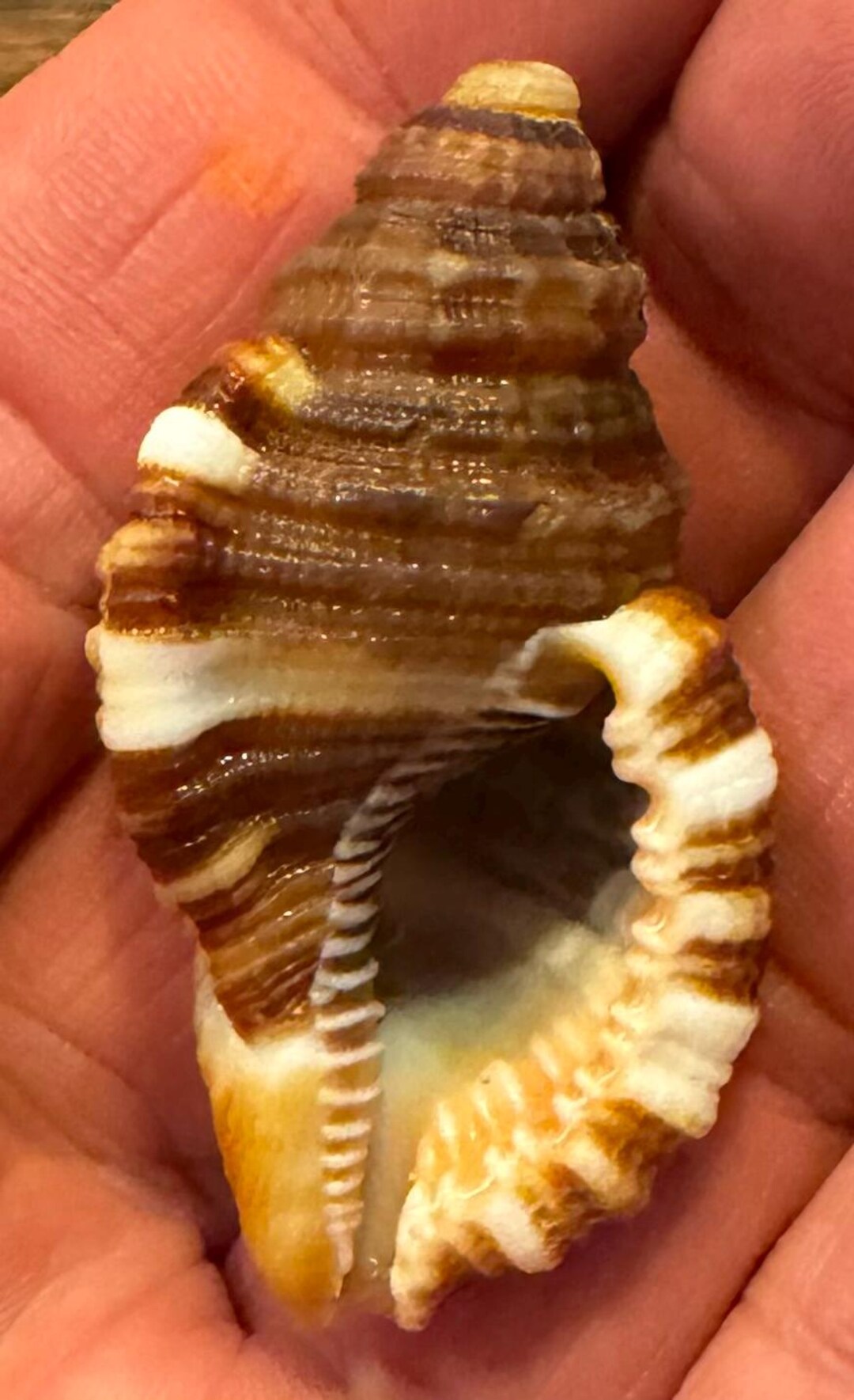 Rare Large Triton Shell - Etsy