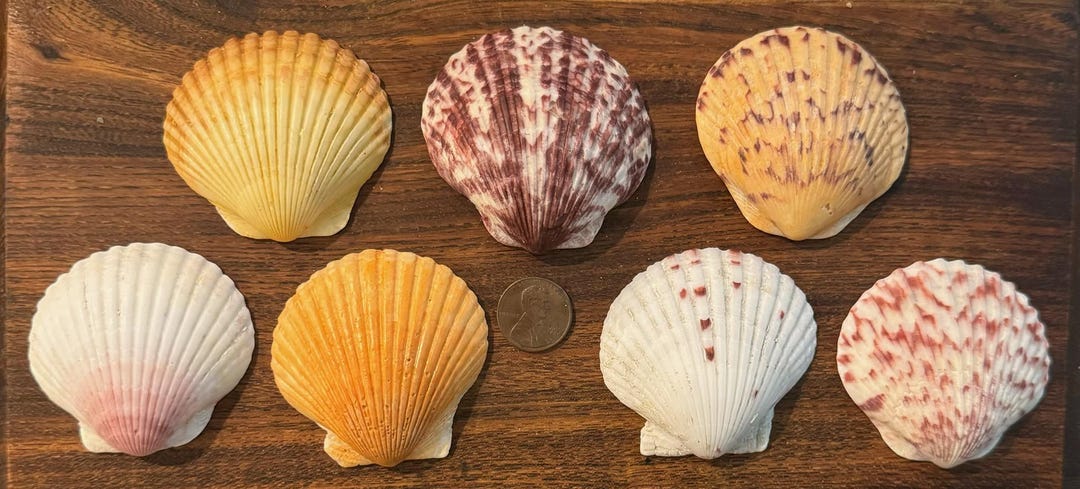 Seven Extra-large Select Scallop Shells - Etsy