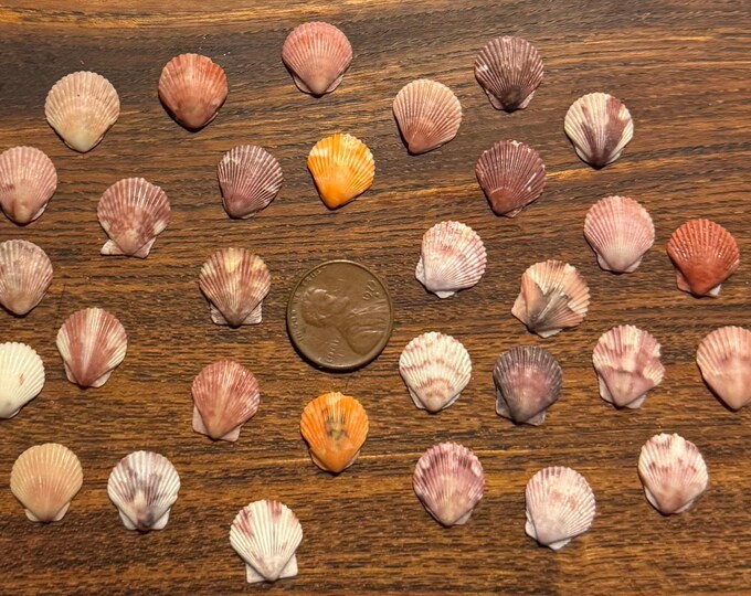 31 Micro Scallop Shells - Etsy